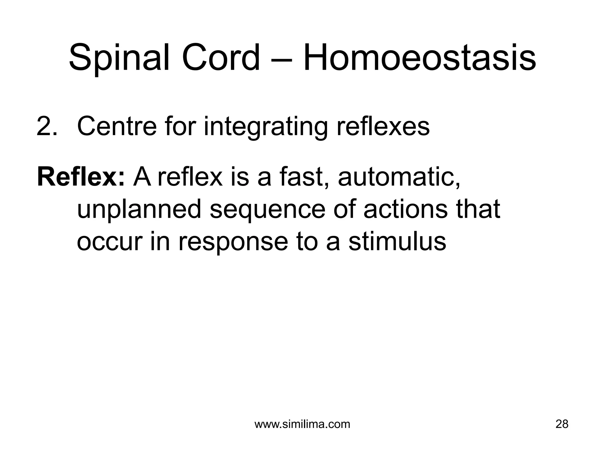 spinal cord and Spinal nerves indepth ppt | PDF