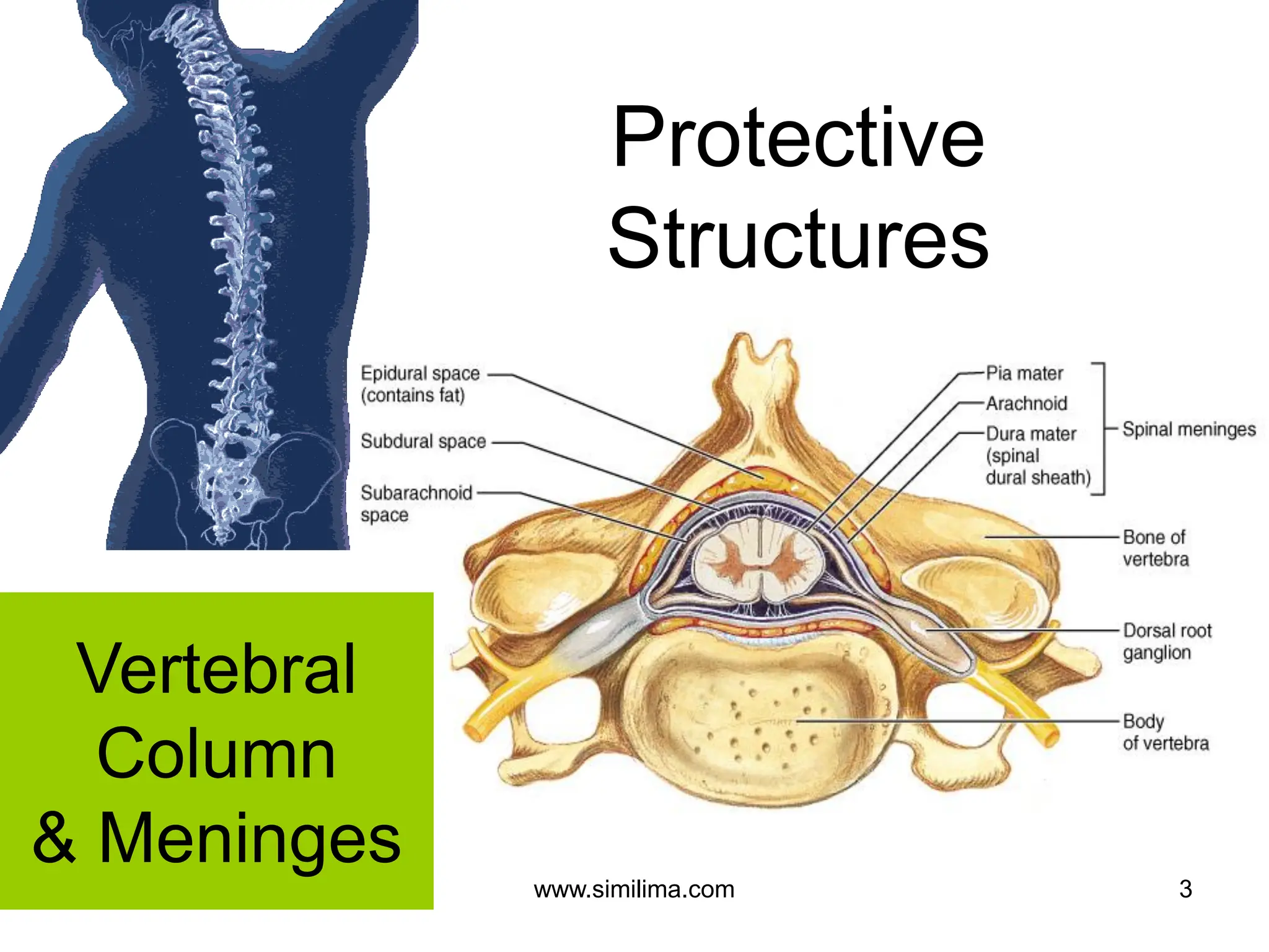 spinal cord and Spinal nerves indepth ppt | PDF