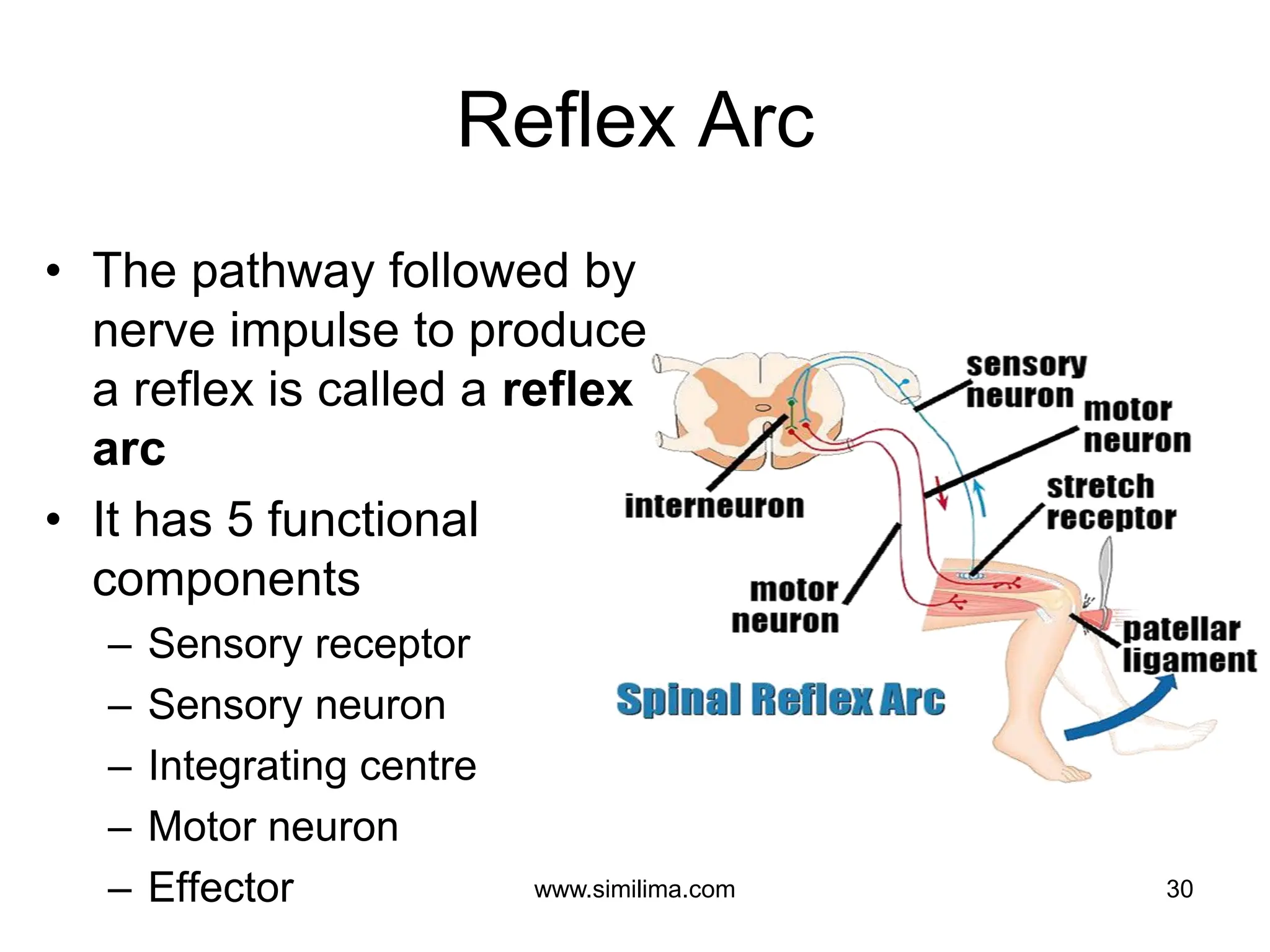spinal cord and Spinal nerves indepth ppt | PDF