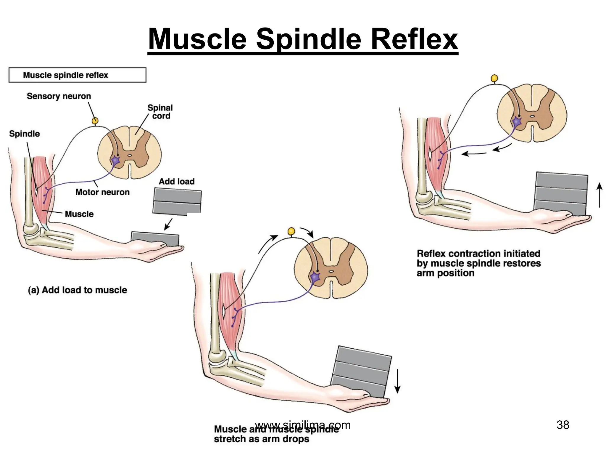 spinal cord and Spinal nerves indepth ppt | PPT