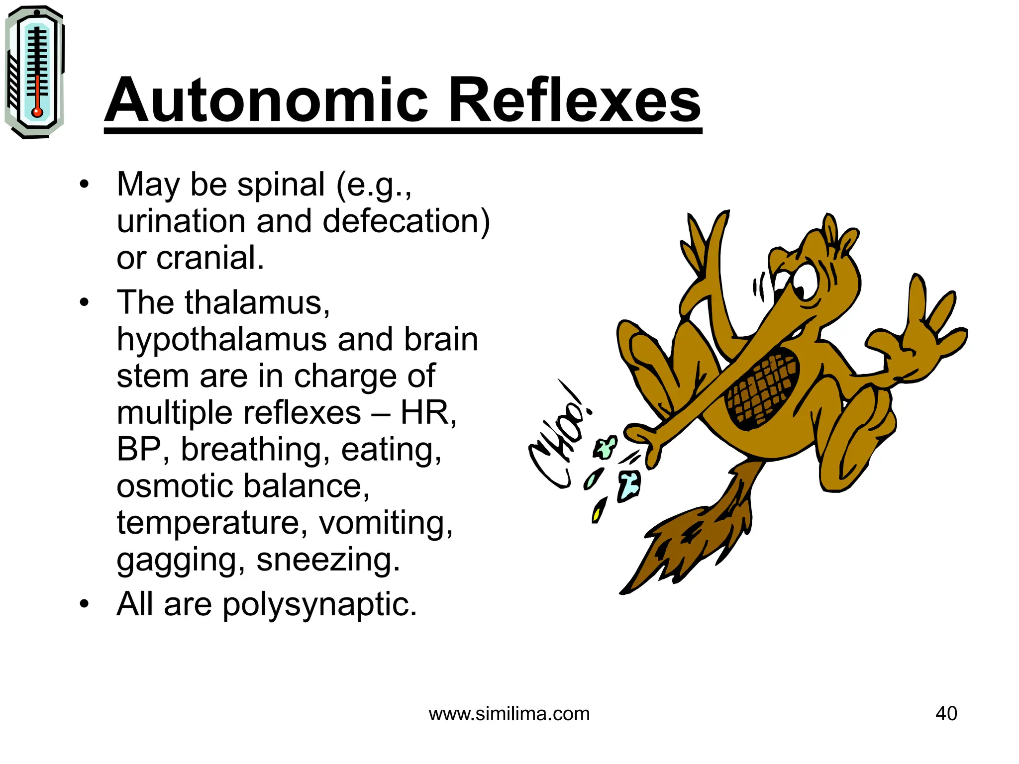 spinal cord and Spinal nerves indepth ppt | PDF