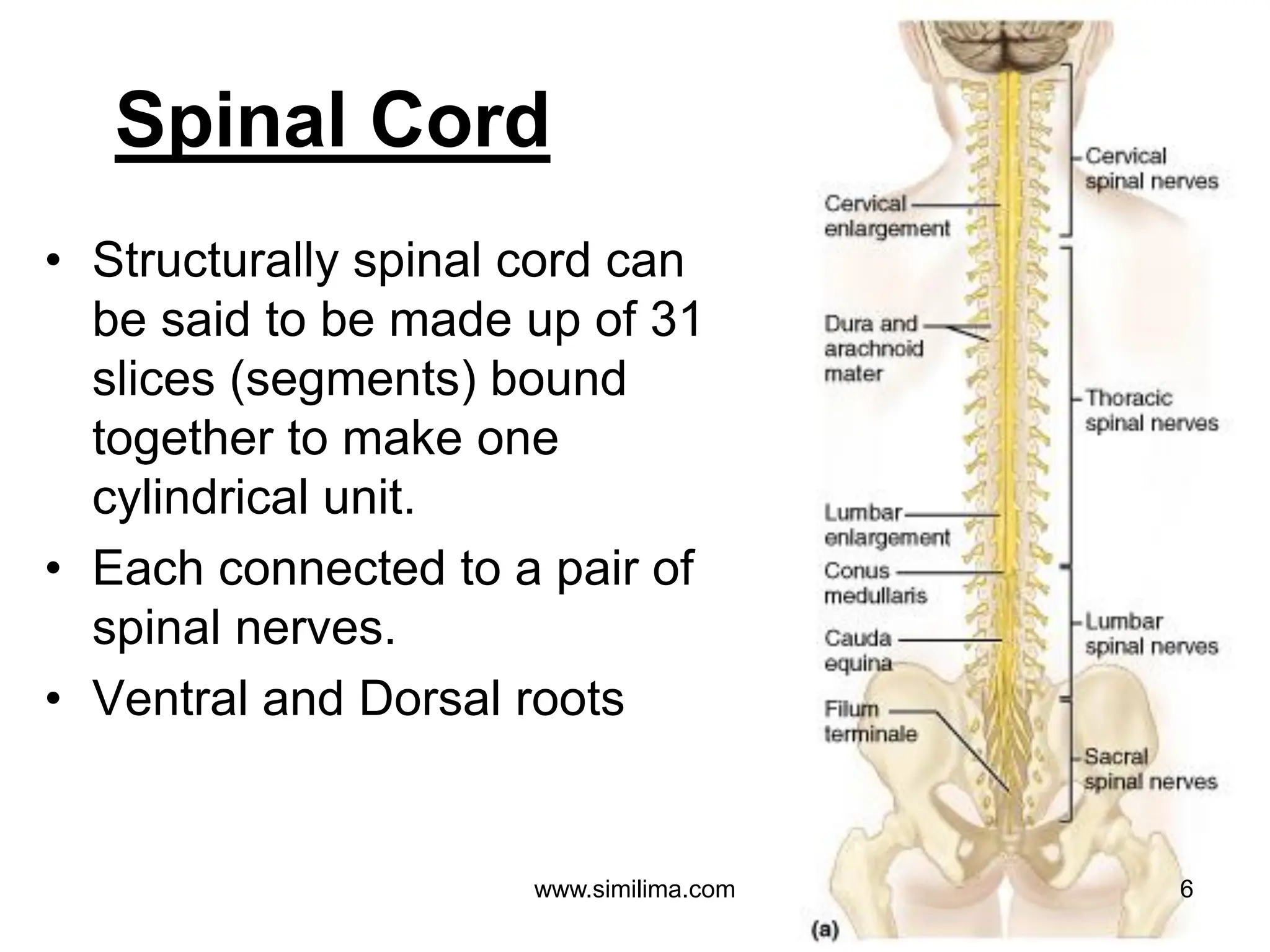 spinal cord and Spinal nerves indepth ppt | PDF | Death, Injury, or ...