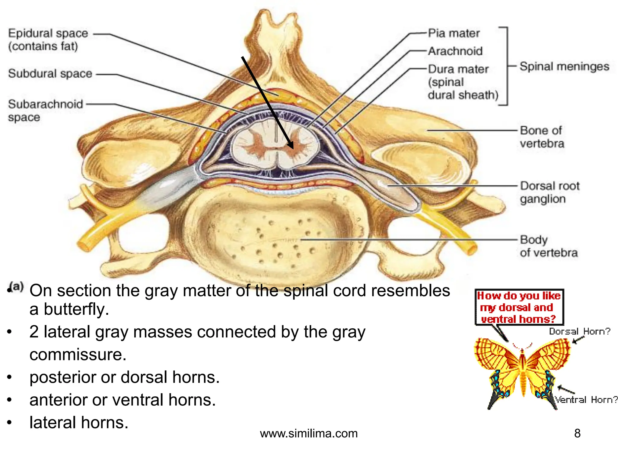 spinal cord and Spinal nerves indepth ppt | PDF