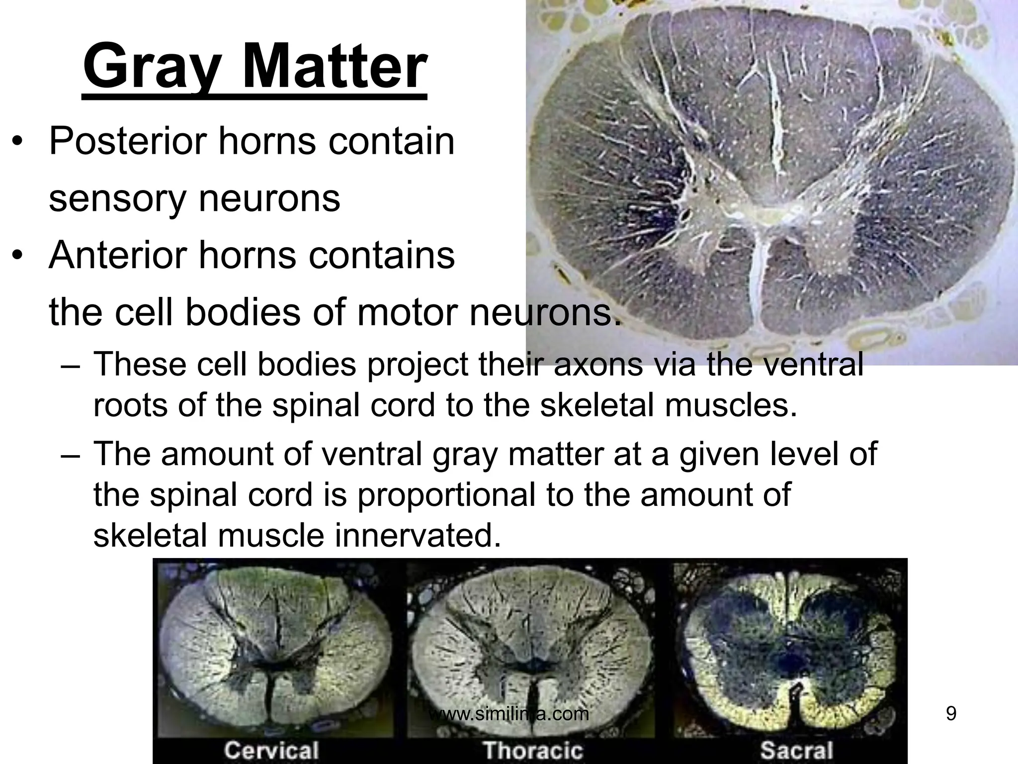 spinal cord and Spinal nerves indepth ppt | PDF