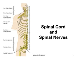 spinal cord and Spinal nerves indepth ppt | PDF