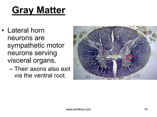 spinal cord and Spinal nerves indepth ppt | PPT