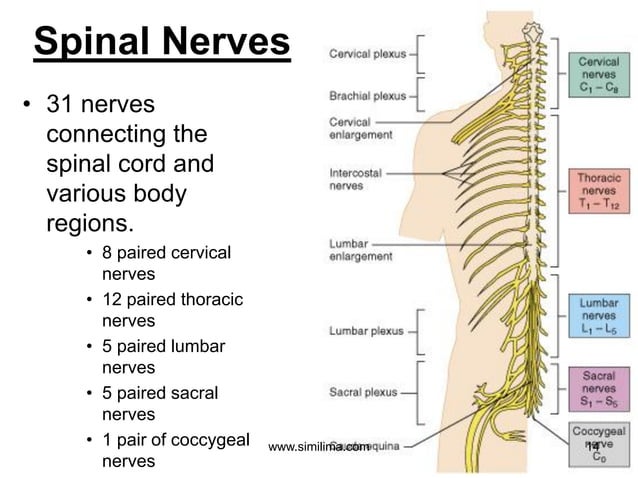 spinal cord and Spinal nerves indepth ppt | PPT