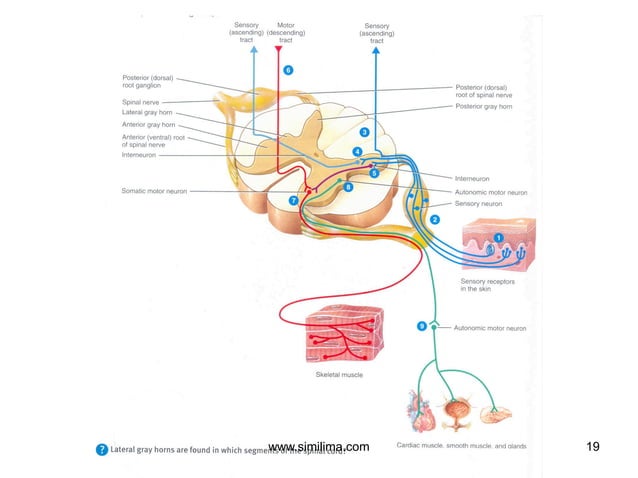 spinal cord and Spinal nerves indepth ppt | PPT