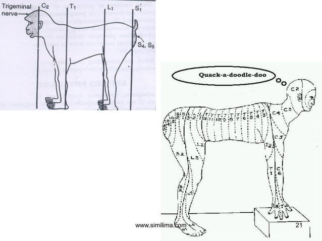 spinal cord and Spinal nerves indepth ppt | PPT