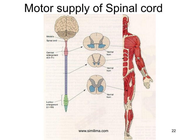 spinal cord and Spinal nerves indepth ppt | PPT