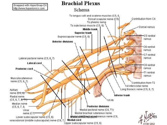 spinal cord and Spinal nerves indepth ppt | PPT