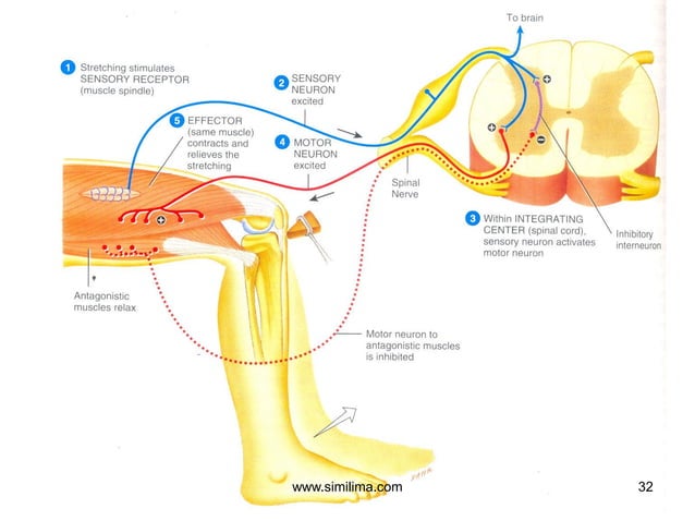 spinal cord and Spinal nerves indepth ppt | PPT