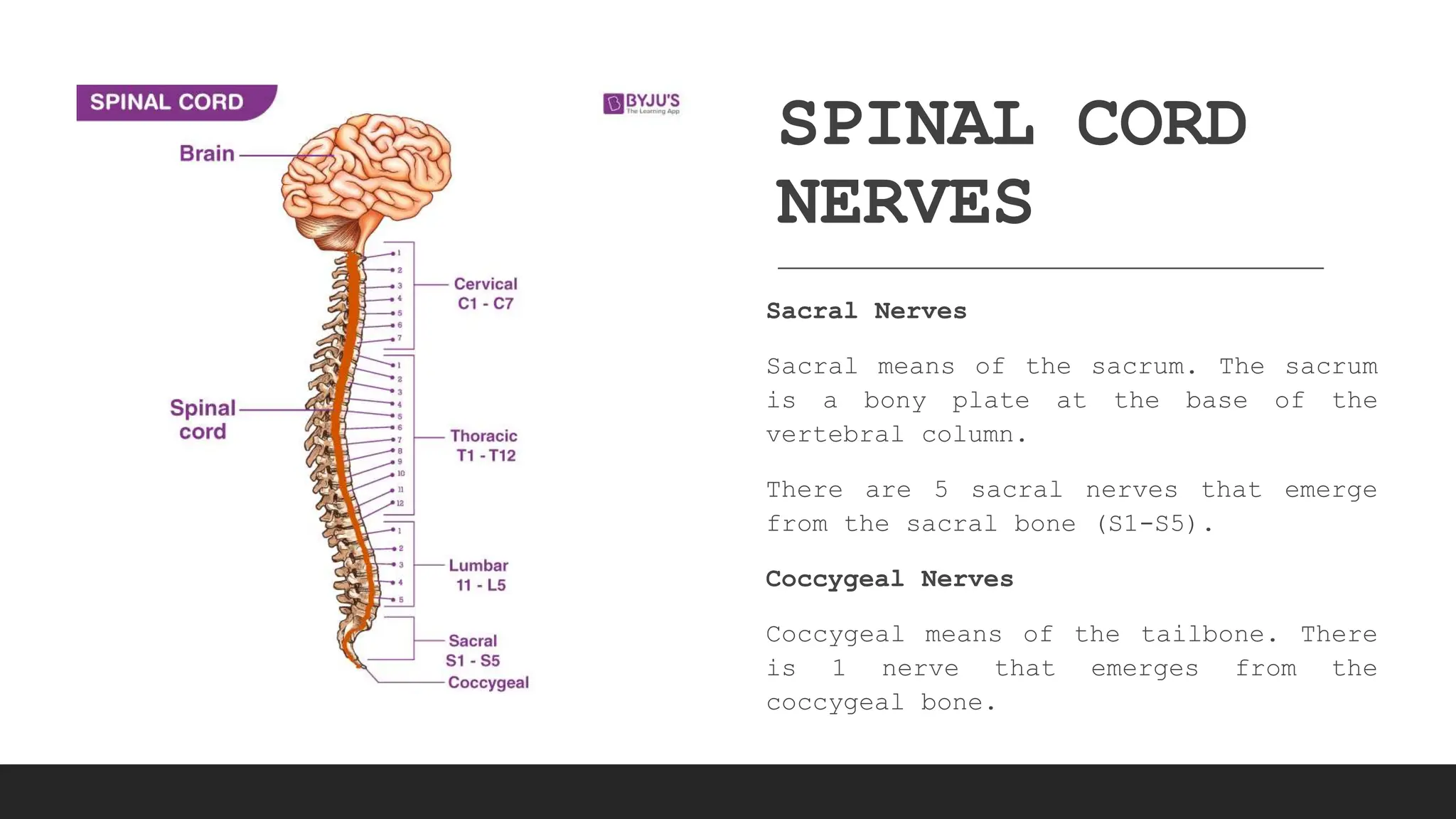 Group 4 Spinal-Cord-ppt.pptx BPED PED 119 | PPT