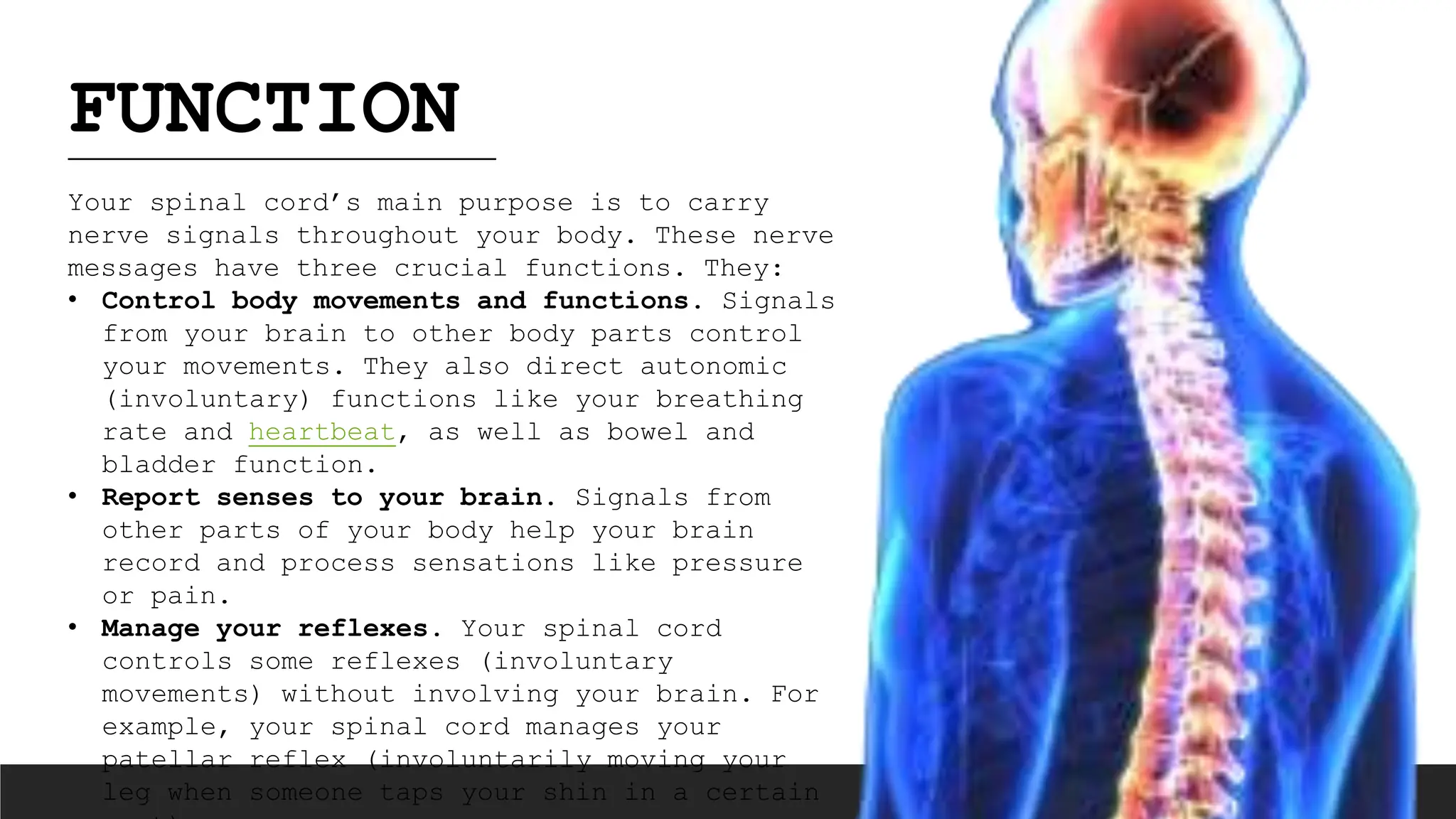 Group 4 Spinal-Cord-ppt.pptx BPED PED 119 | PPT