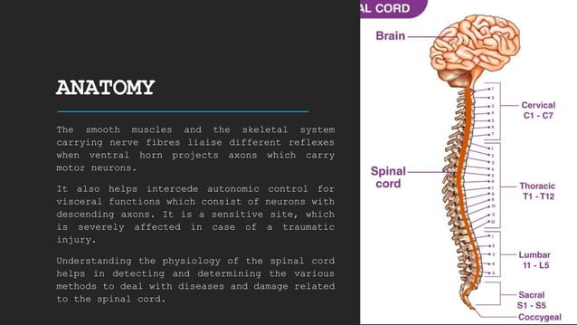 Group 4 Spinal-Cord-ppt.pptx BPED PED 119 | PPT