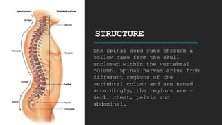Group 4 Spinal-Cord-ppt.pptx BPED PED 119 | PPTX