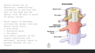 Group 4 Spinal-Cord-ppt.pptx BPED PED 119 | PPTX
