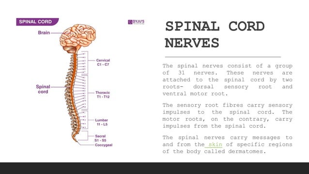 Group 4 Spinal-Cord-ppt.pptx BPED PED 119 | PPT