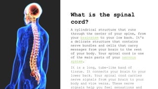 Group 4 Spinal-Cord-ppt.pptx BPED PED 119 | PPT