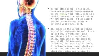 Group 4 Spinal-Cord-ppt.pptx BPED PED 119 | PPTX
