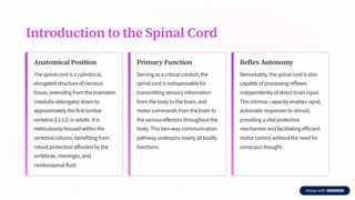 Spinal-Cord-Structure-and-Reflexes-An-In-Depth-Overview.pdf