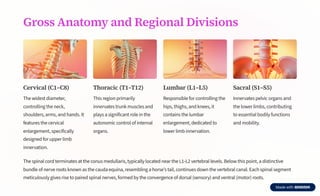 Spinal-Cord-Structure-and-Reflexes-An-In-Depth-Overview.pdf