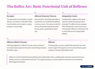 Spinal-Cord-Structure-and-Reflexes-An-In-Depth-Overview.pdf