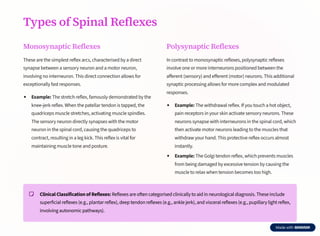 Spinal-Cord-Structure-and-Reflexes-An-In-Depth-Overview.pdf