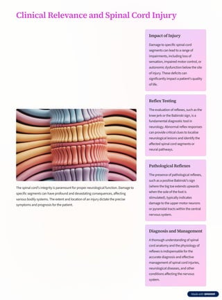 Spinal-Cord-Structure-and-Reflexes-An-In-Depth-Overview.pdf