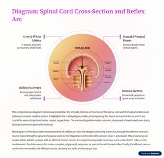 Spinal-Cord-Structure-and-Reflexes-An-In-Depth-Overview.pdf