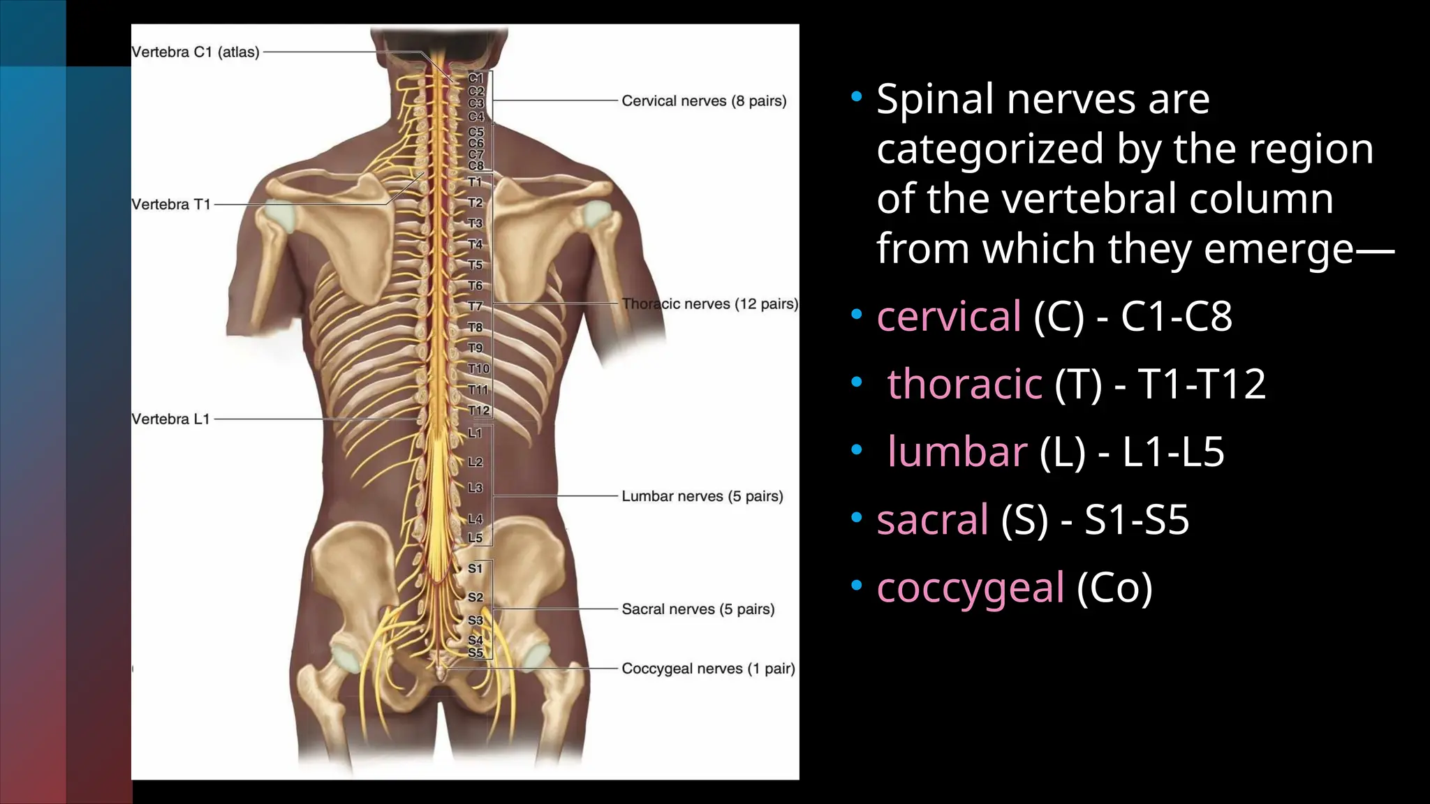 SPINAL-CORD_biology anatomyreporting.pptx