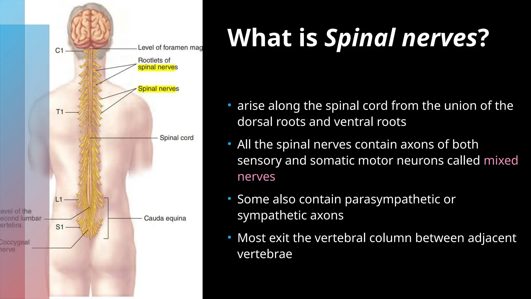 SPINAL-CORD_biology anatomyreporting.pptx