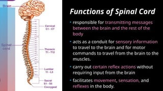 SPINAL-CORD_biology anatomyreporting.pptx