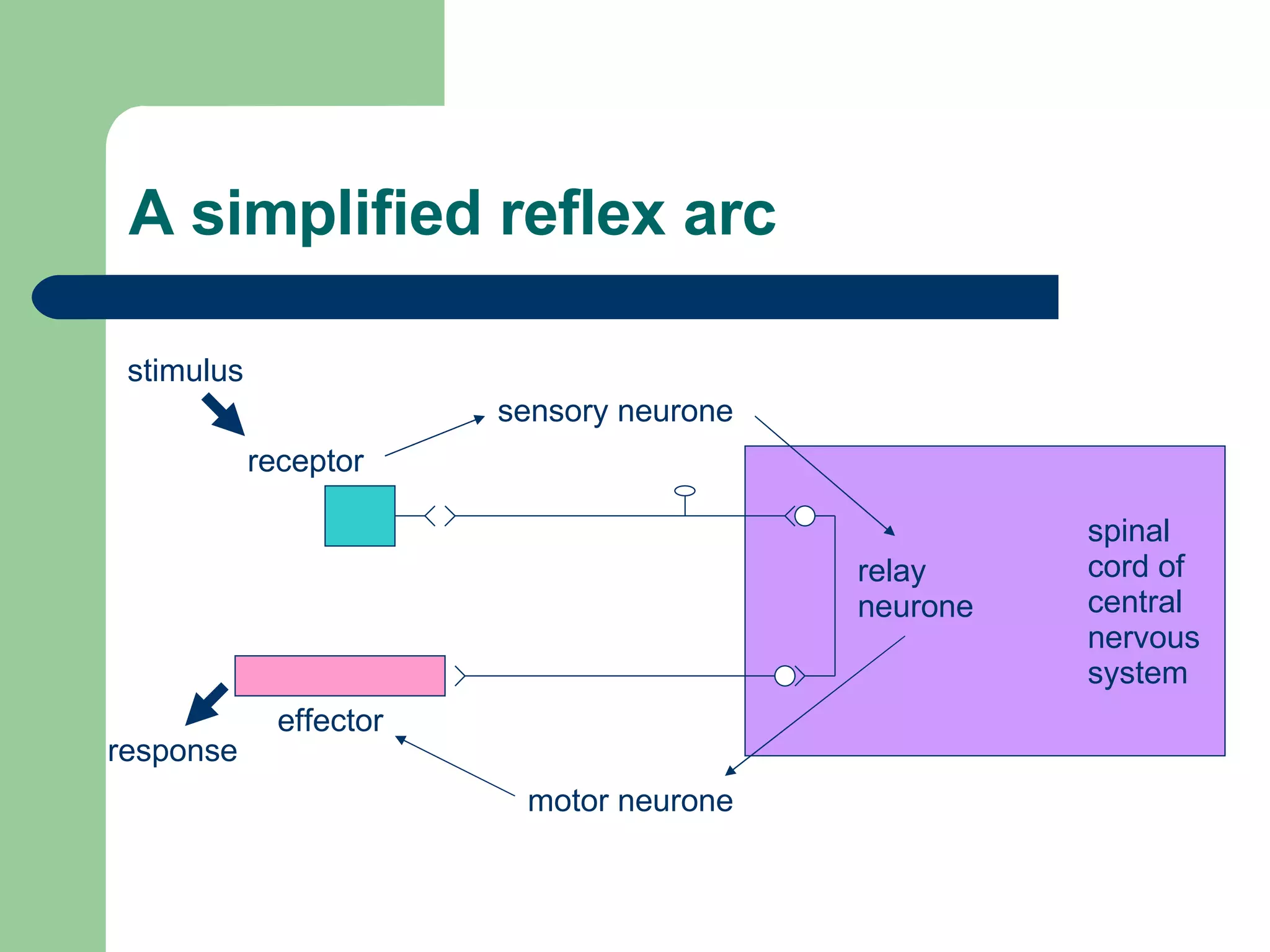 Spinal Reflexes | PPT