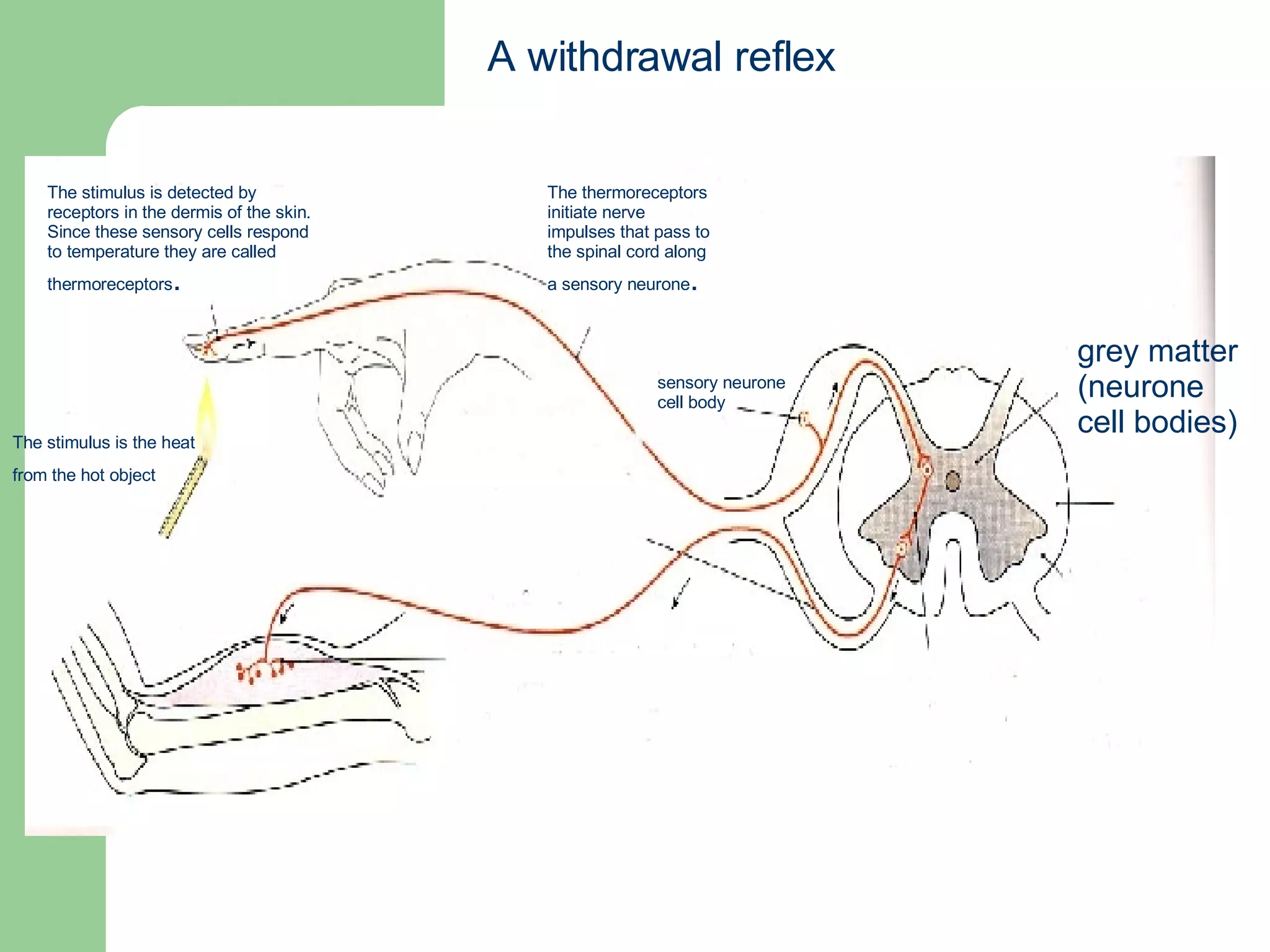 Spinal Reflexes | PPT