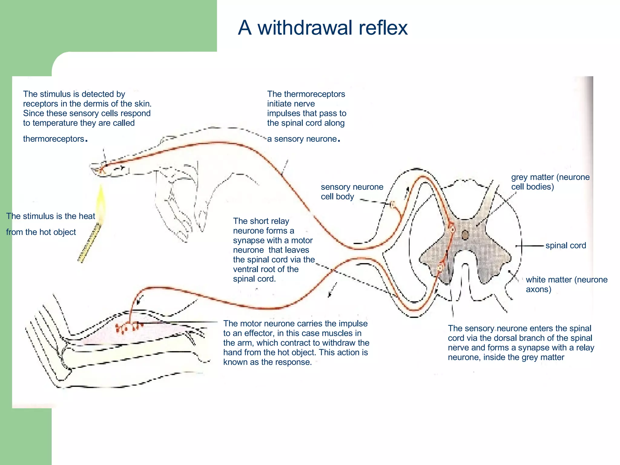 Spinal Reflexes | PPT