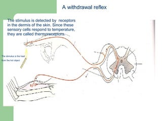 Spinal Reflexes | PPT