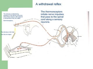 Spinal Reflexes | PPT