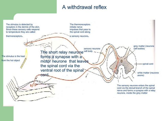 Spinal Reflexes