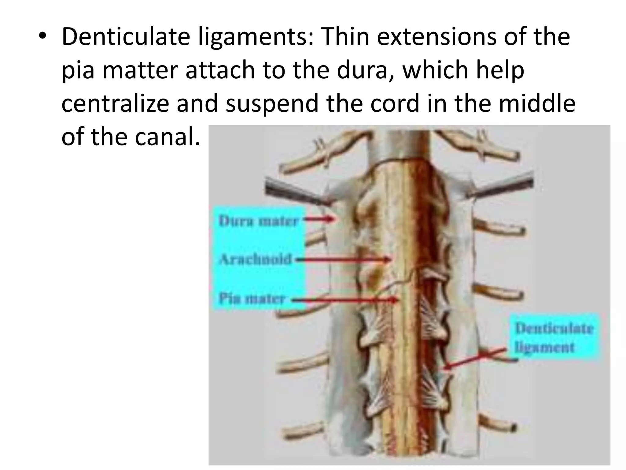 Spinal tumors | PPTX