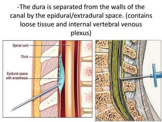 Spinal tumors | PPTX