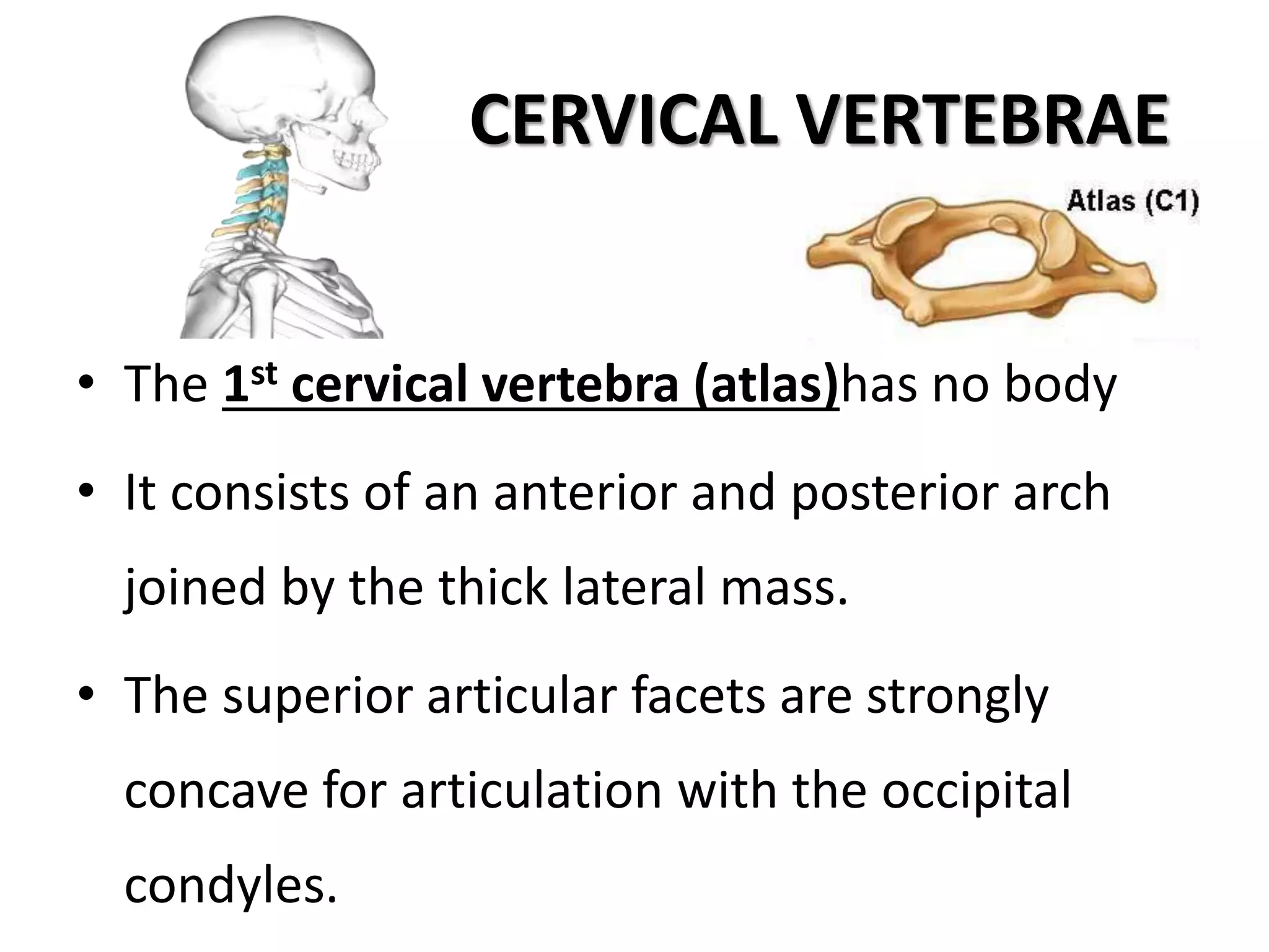 Spinal Anaesthesia - Anatomy & Physiology | PPTX