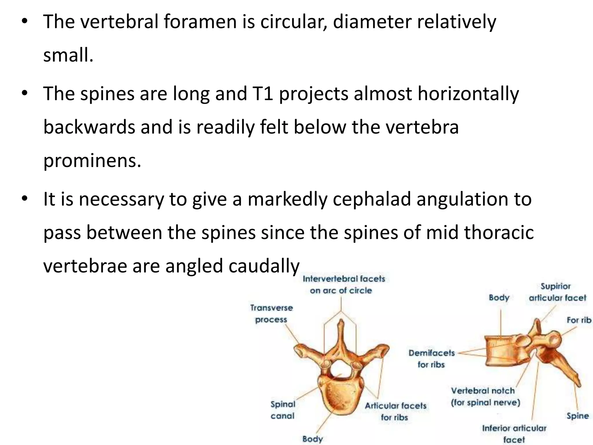 Spinal Anaesthesia - Anatomy & Physiology | PPTX