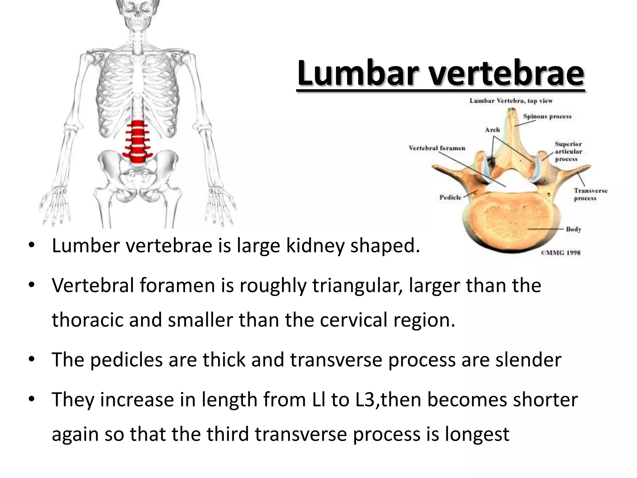 Spinal Anaesthesia - Anatomy & Physiology | PPTX