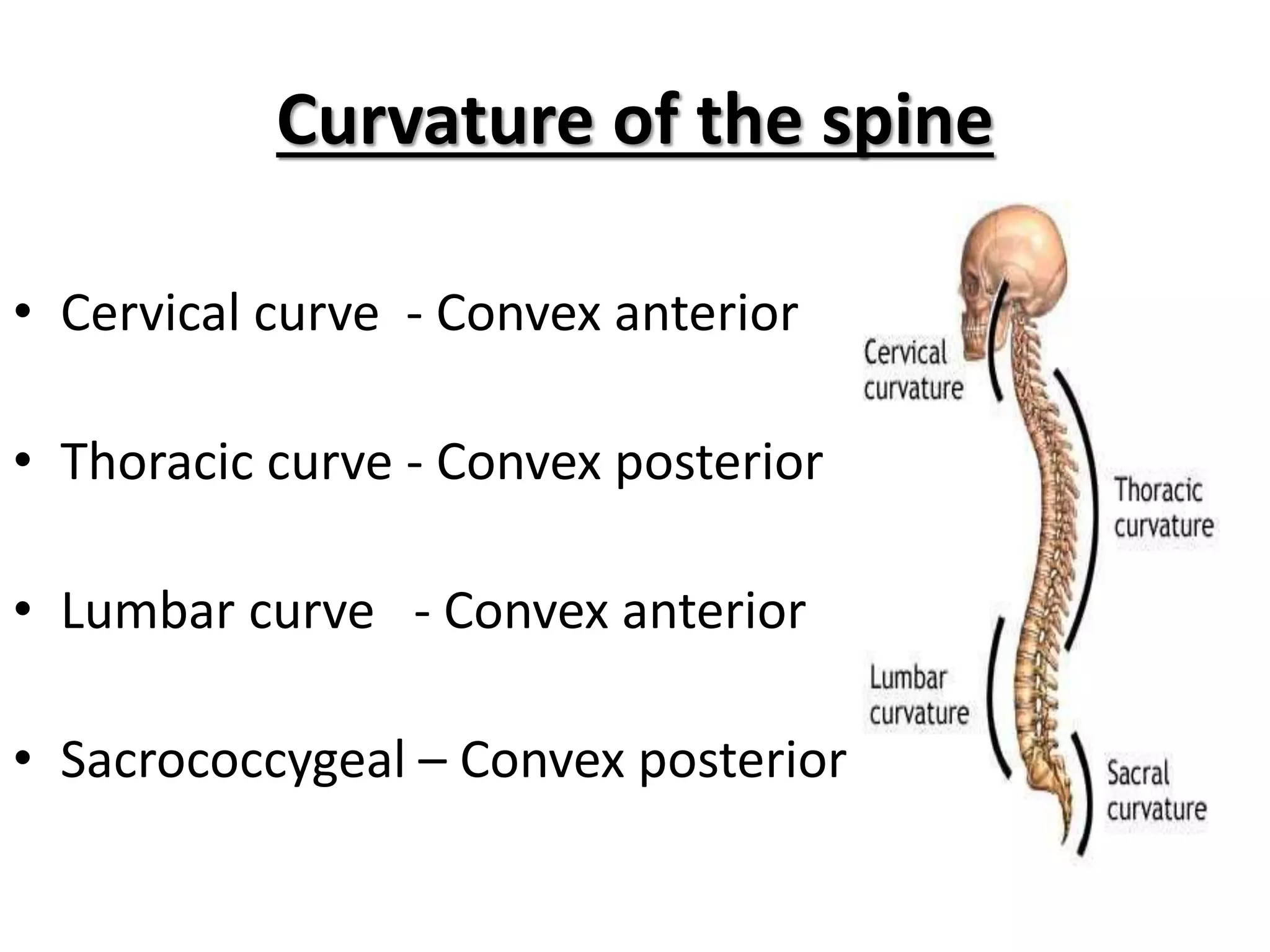 Spinal Anaesthesia - Anatomy & Physiology | PPTX