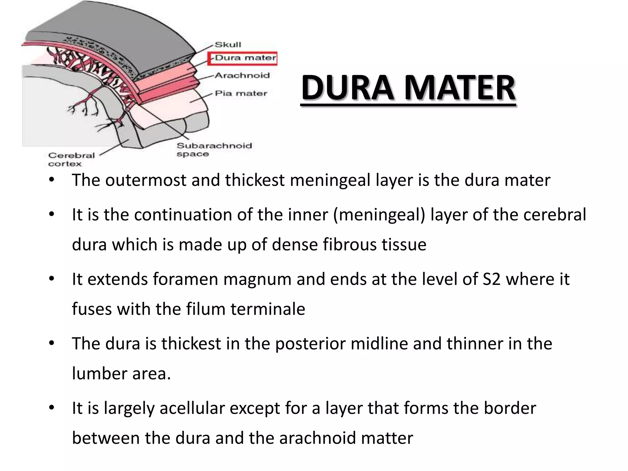 Spinal Anaesthesia - Anatomy & Physiology | PPTX