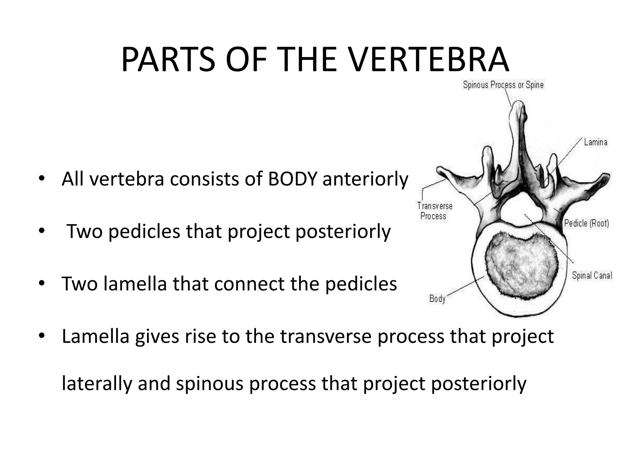 Spinal Anaesthesia - Anatomy & Physiology | PPTX