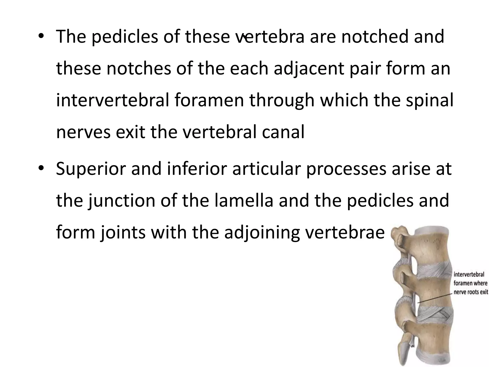 Spinal Anaesthesia - Anatomy & Physiology | PPTX