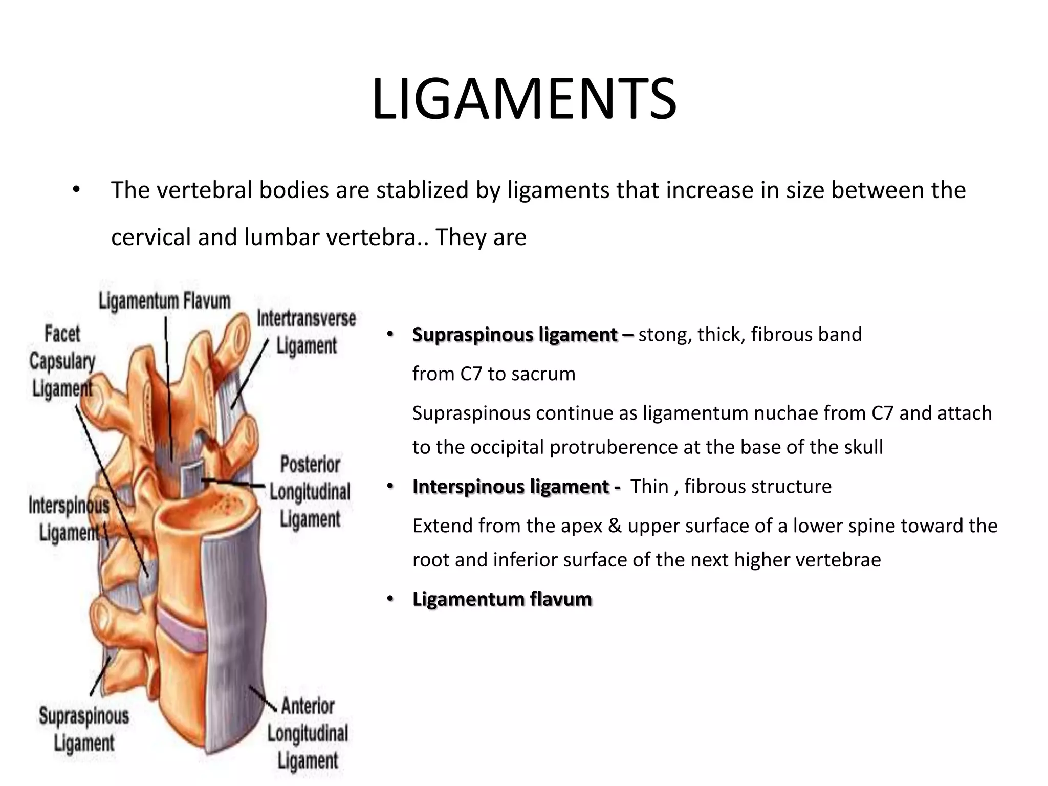 Spinal Anaesthesia - Anatomy & Physiology | PPTX
