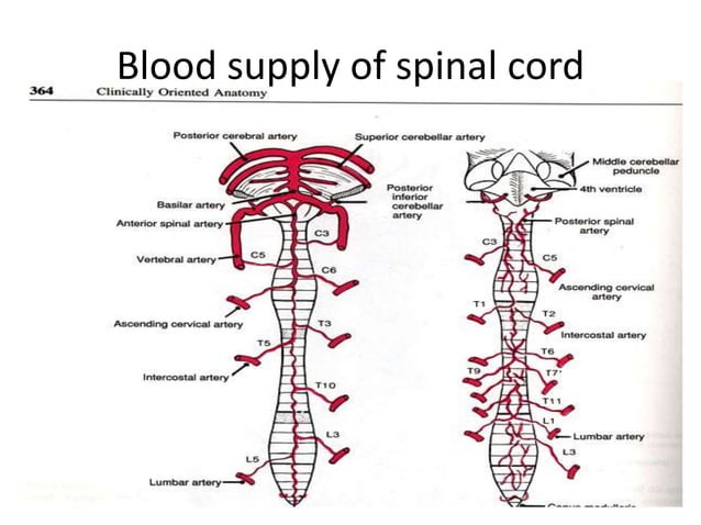 Spinal Anaesthesia - Anatomy & Physiology | PPT